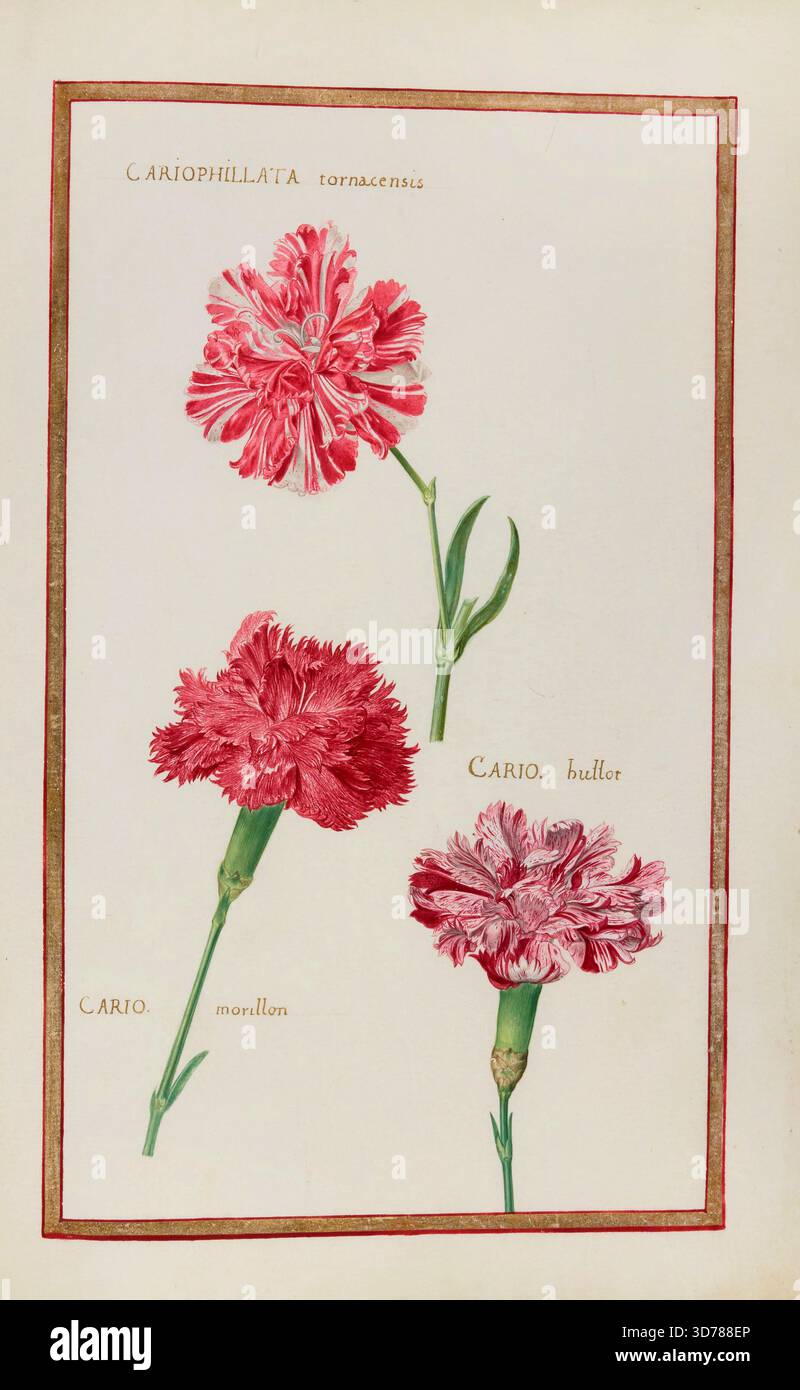 Cariophillata tornacensis, huttor and morillon, Caryophyllaceae ...