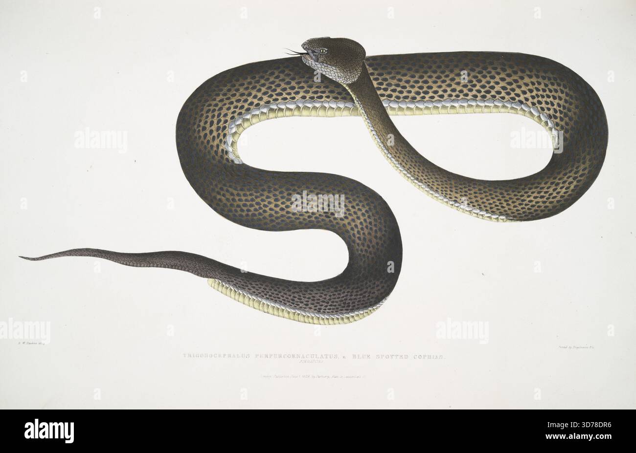 Purpureo maculatus hi-res stock photography and images - Alamy
