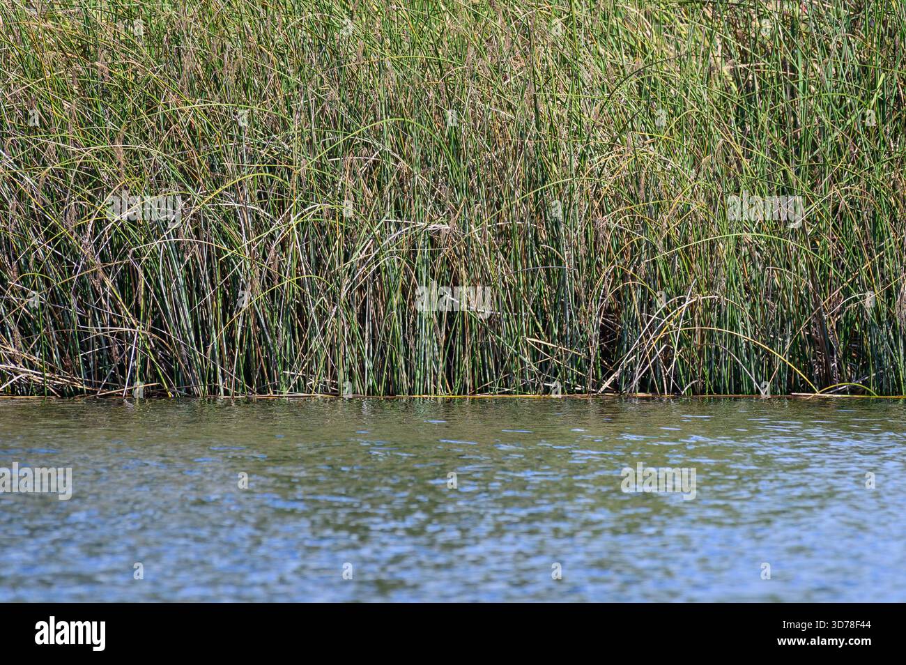 Texture of reeds and water in a lake at El Dorado Park, Long Beach ...