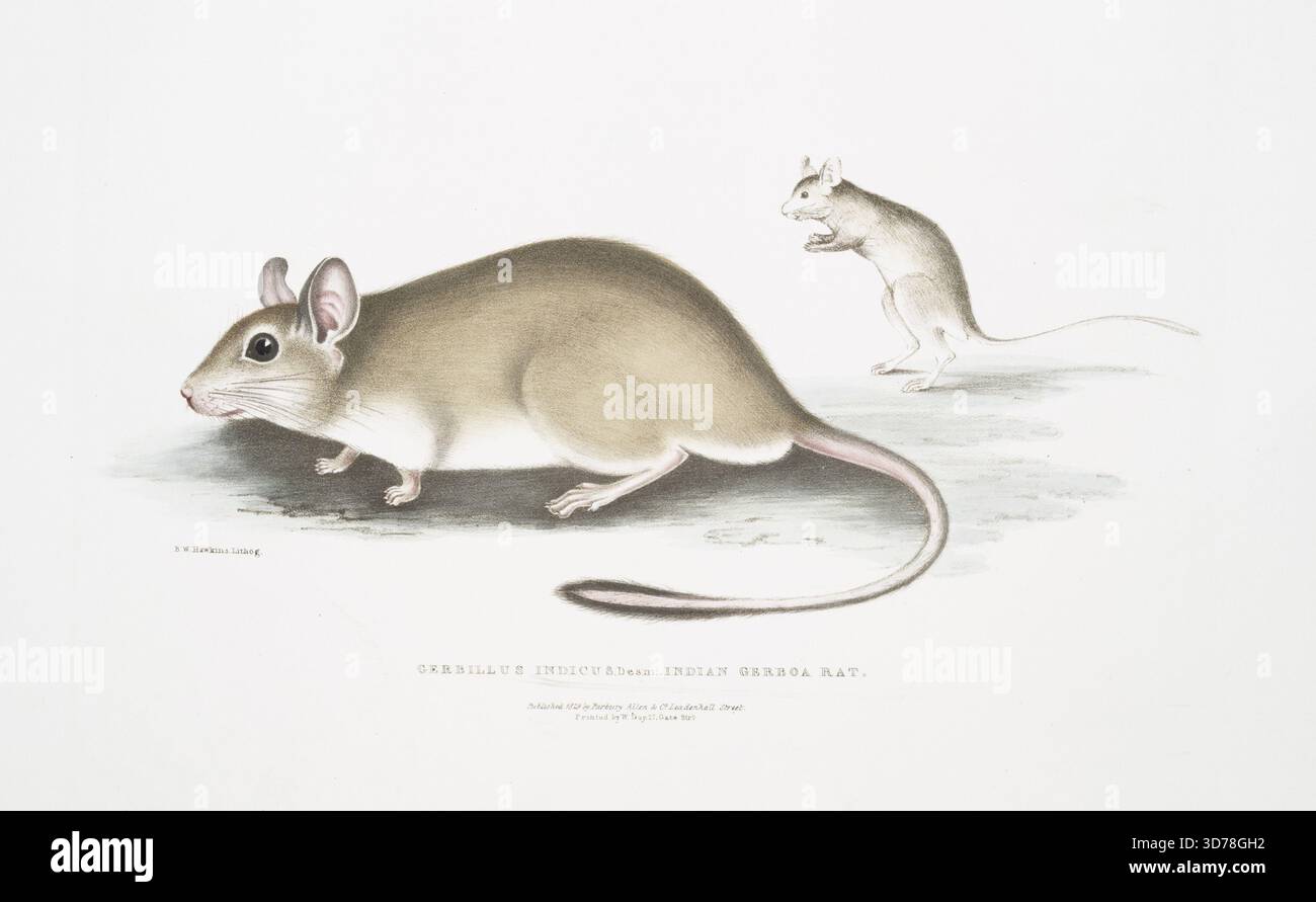 Indian Gerboa Rat, Gerbillus Indicus, 1830 - 1834, issued in London by ...