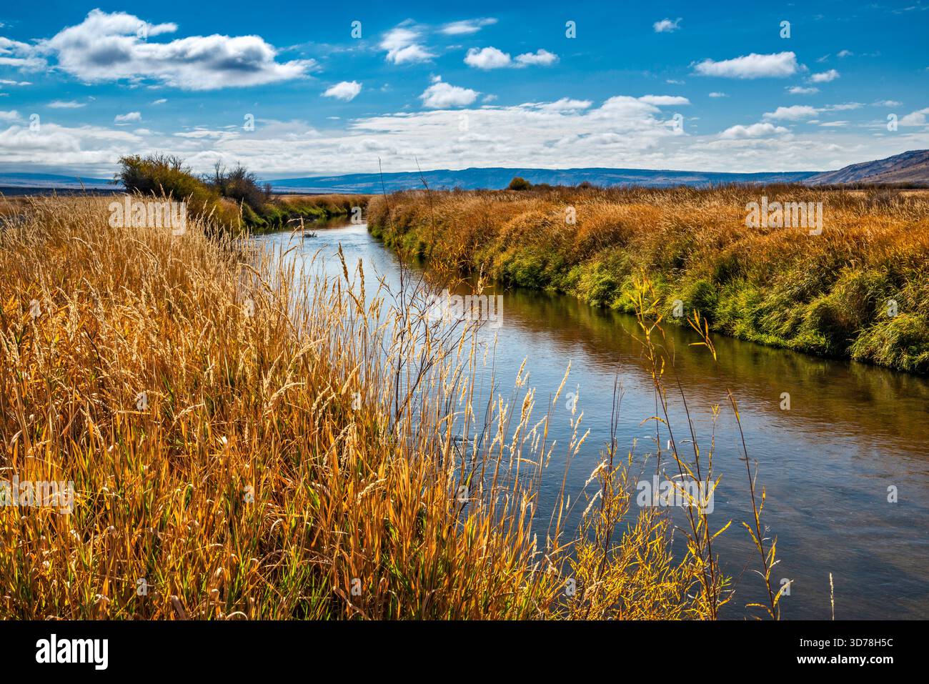 Reed grass over Donner und Blitzen Canal, Center Patrol Road, Malheur ...