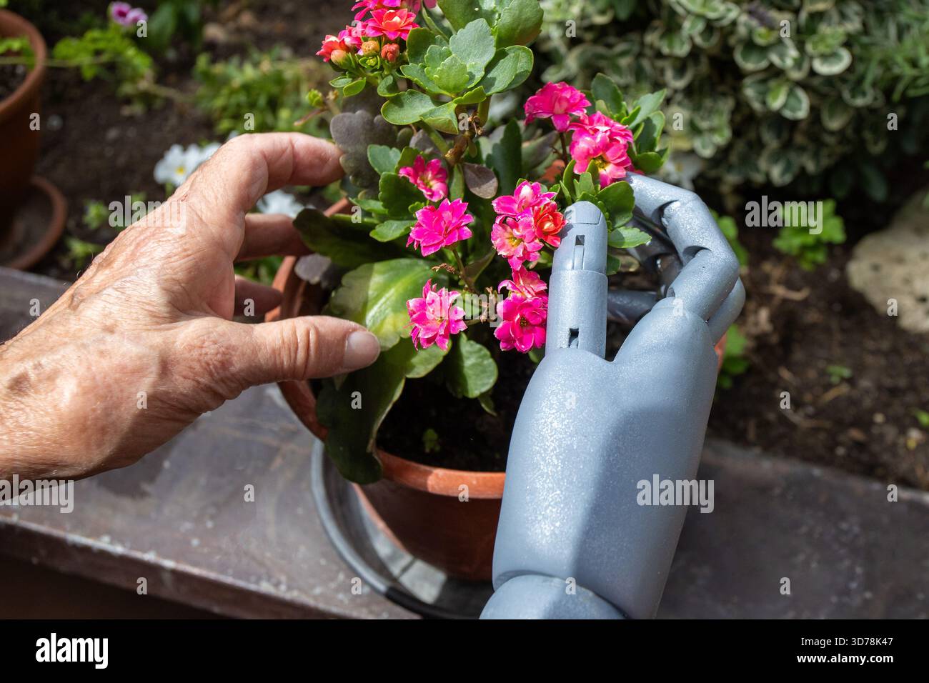 Robot arm assisting a human hand in caring for flowering plants in a ...