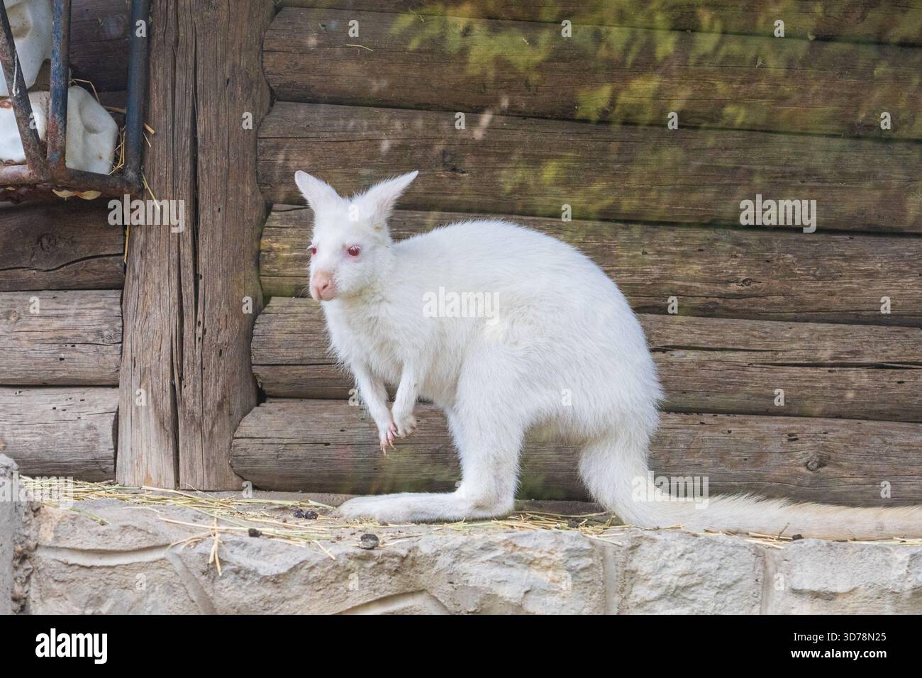 A rare white or albino kangaroo stands on a stone ledge in a zoo ...