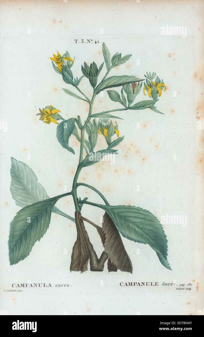 Campanule doree hi-res stock photography and images - Alamy