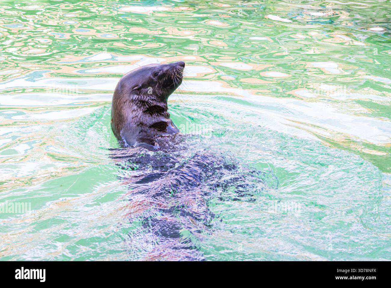 Emerging from pool hi-res stock photography and images - Alamy