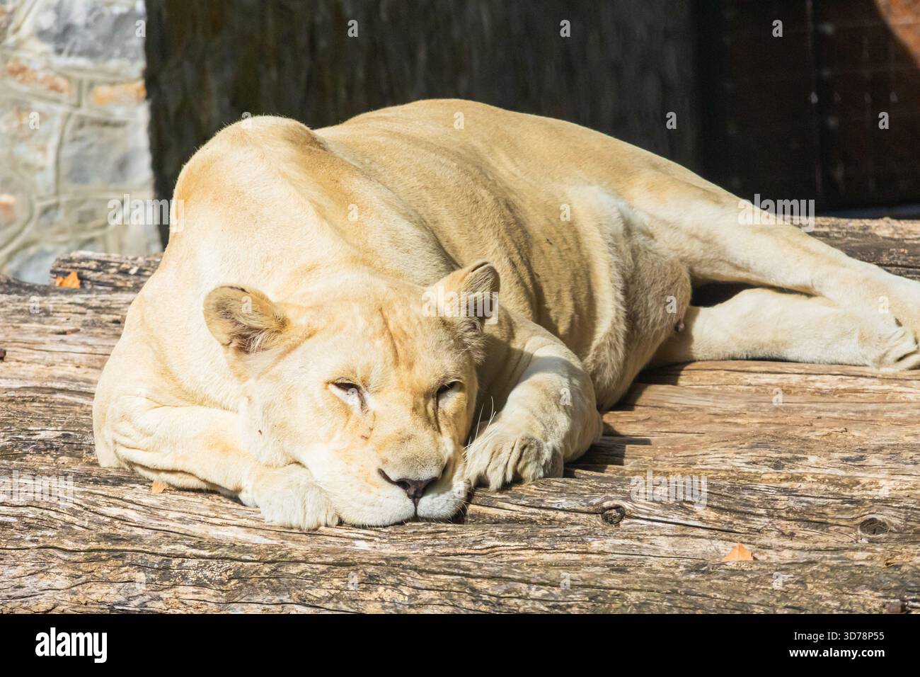 A majestic white lioness sleeping peacefully on rough, sun-bleached ...