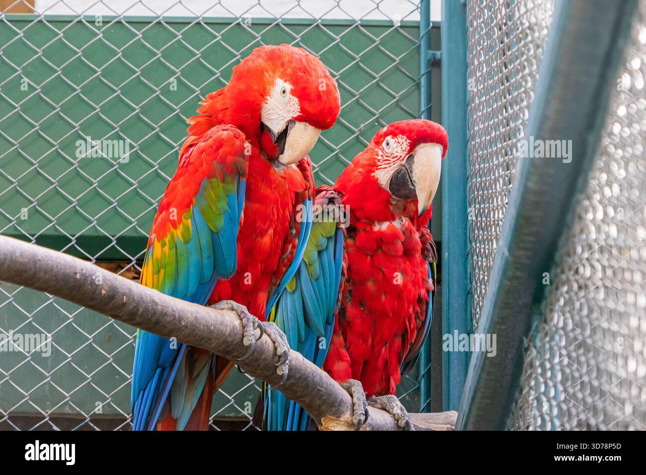 Two brightly colored scarlet macaws perch on a branch inside their ...