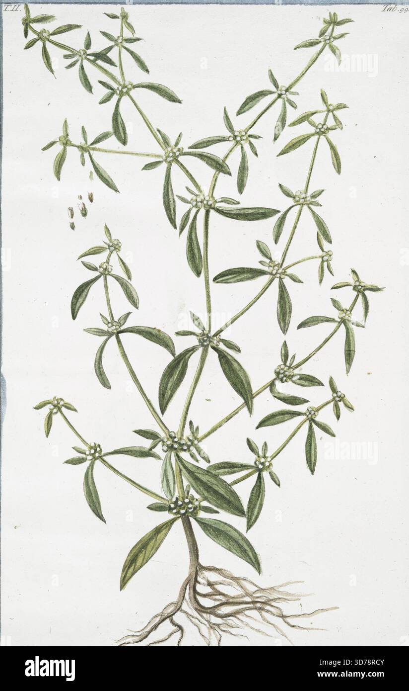 Spermacoce verticillis tenuioribus hi-res stock photography and images ...