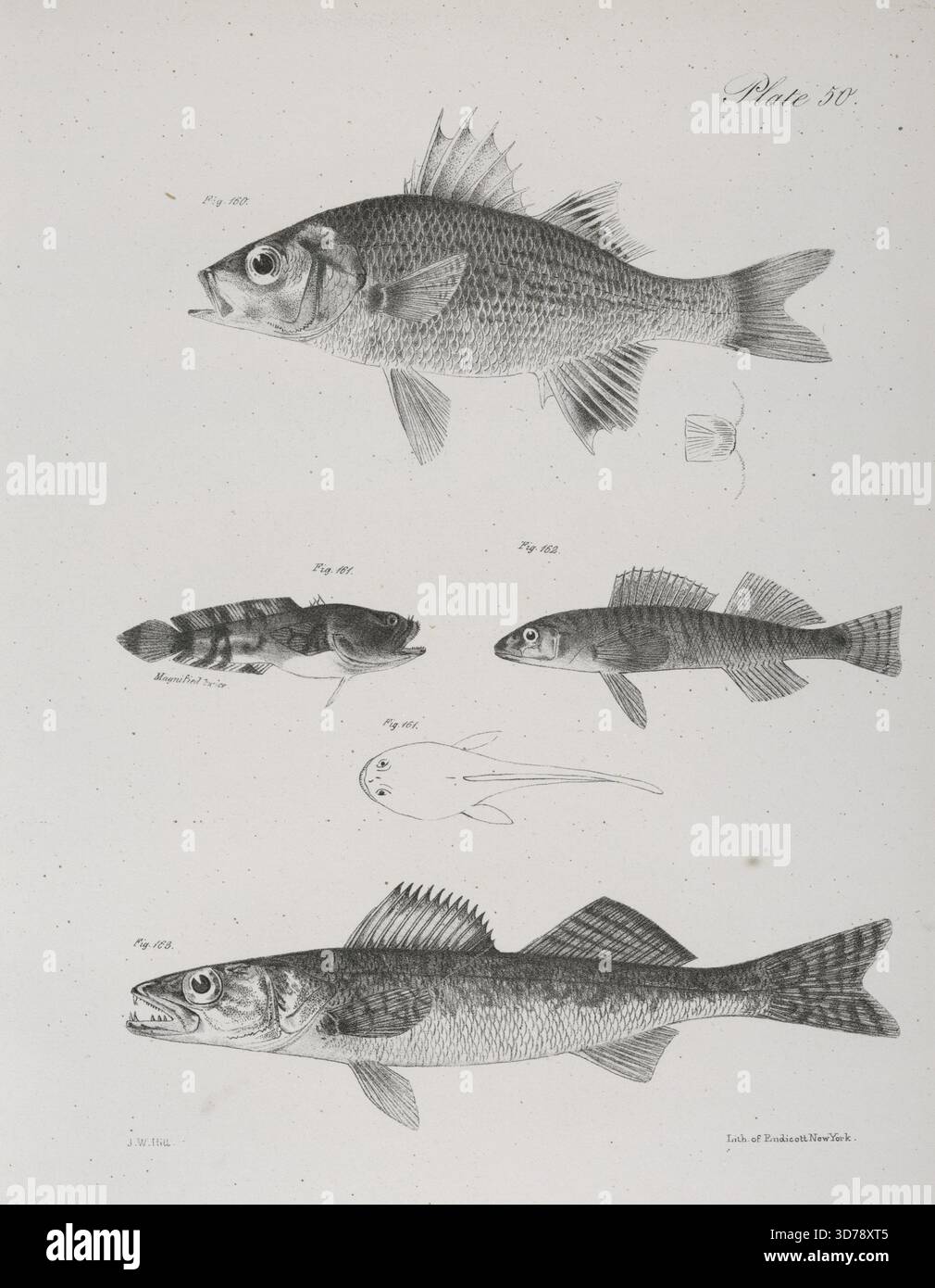 A collection of illustrations featuring various fish species. Included ...