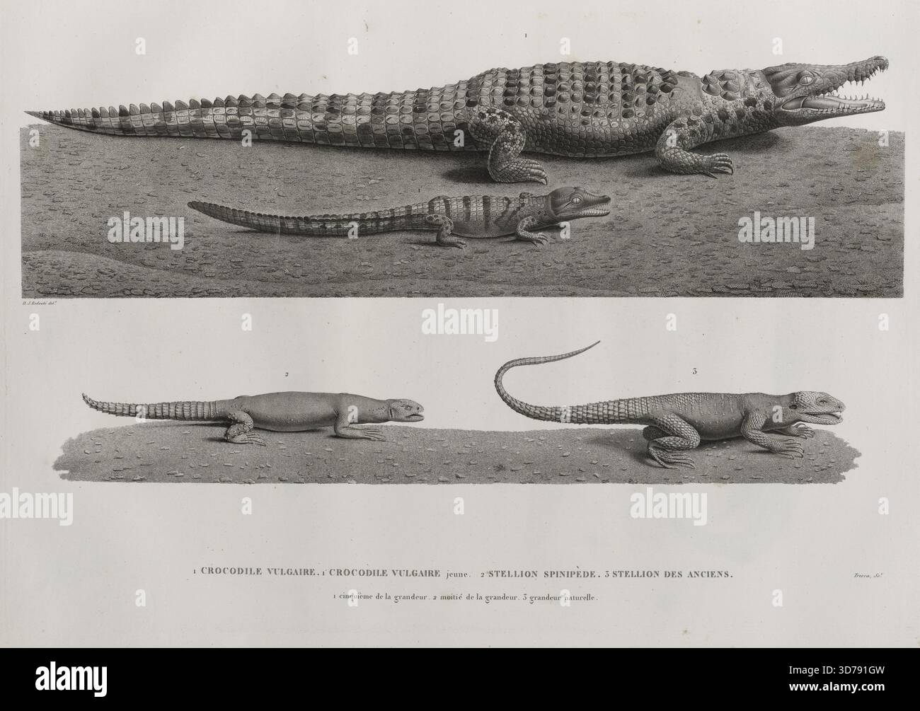 Stellion des anciens hi-res stock photography and images - Alamy