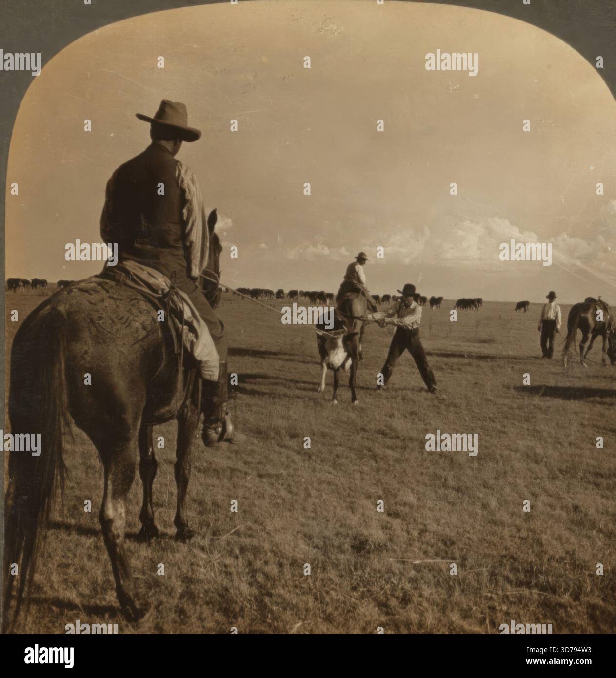 Method of Throwing a Cow - on the Palodoro Ranch, Palodura, Texas, U.S ...