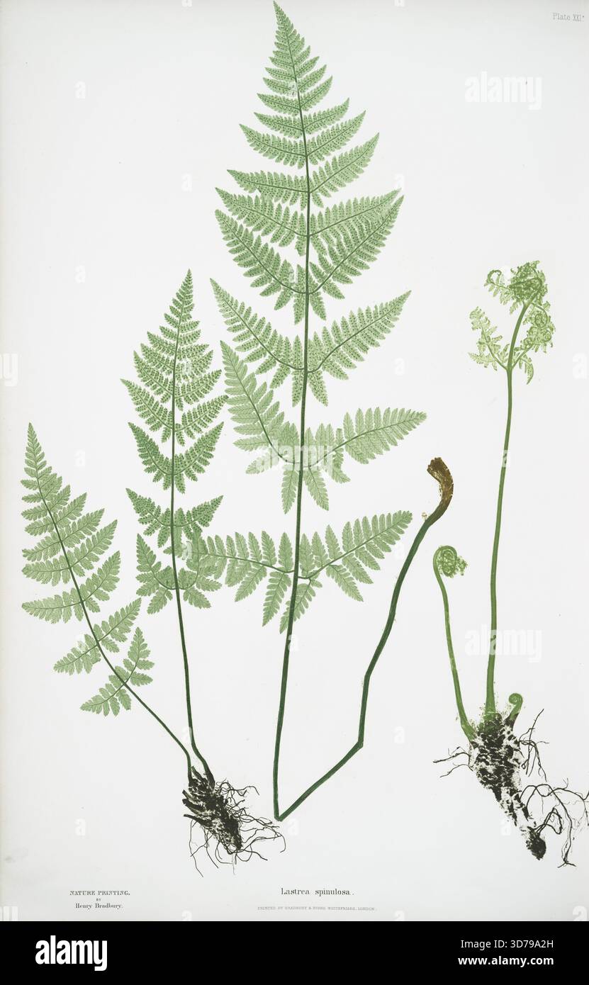 Lastrea spinulosa, also known as the narrow prickly-toothed buckler ...