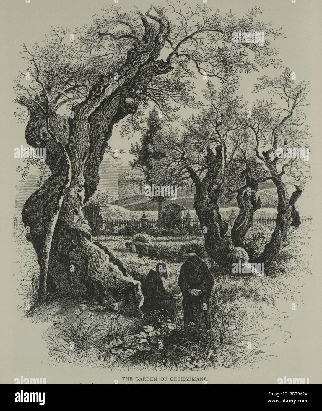 The Garden of Gethsemane, featuring Franciscan monks beneath ancient ...