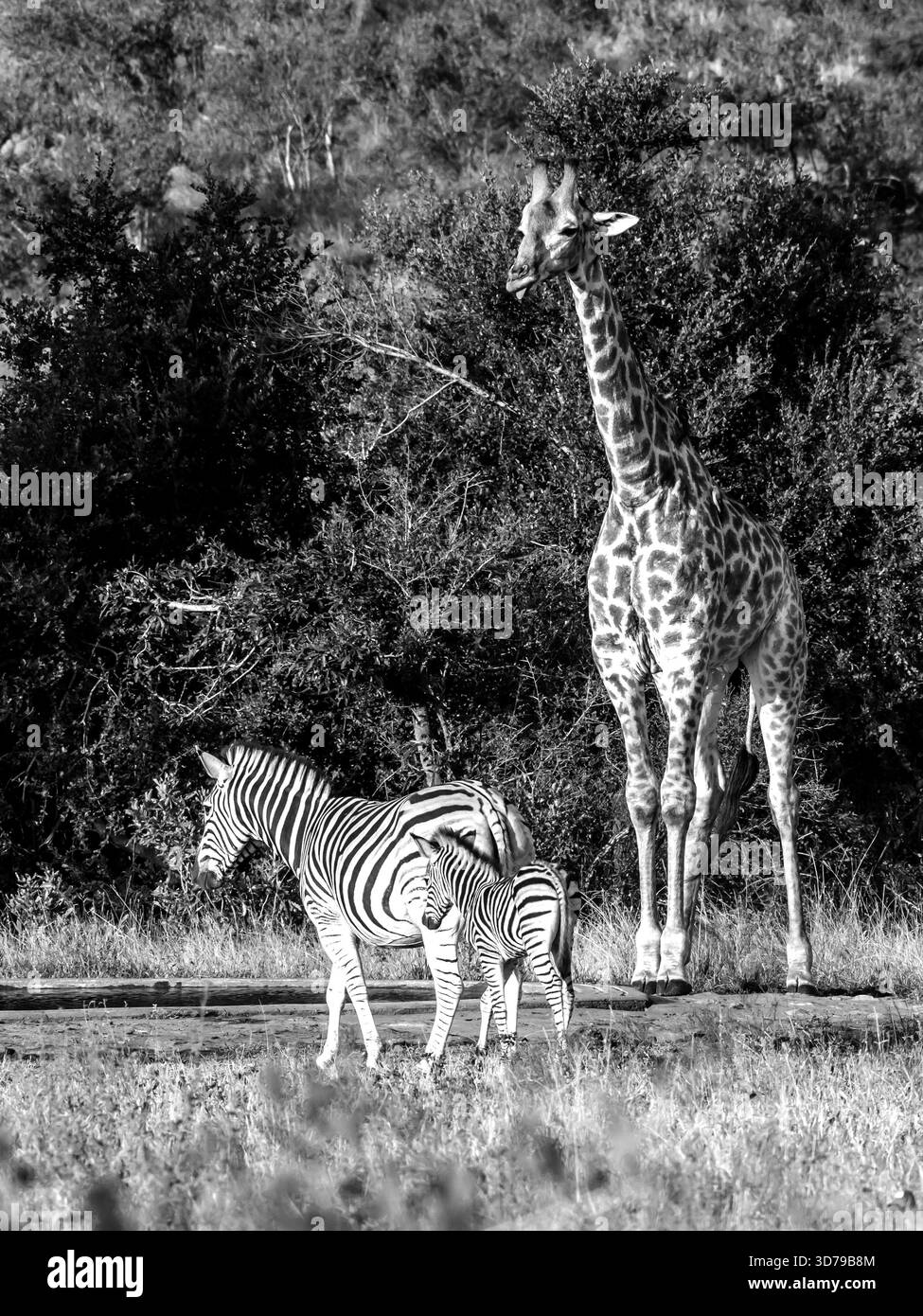 Wildlife in safari park Black and White Stock Photos & Images - Alamy