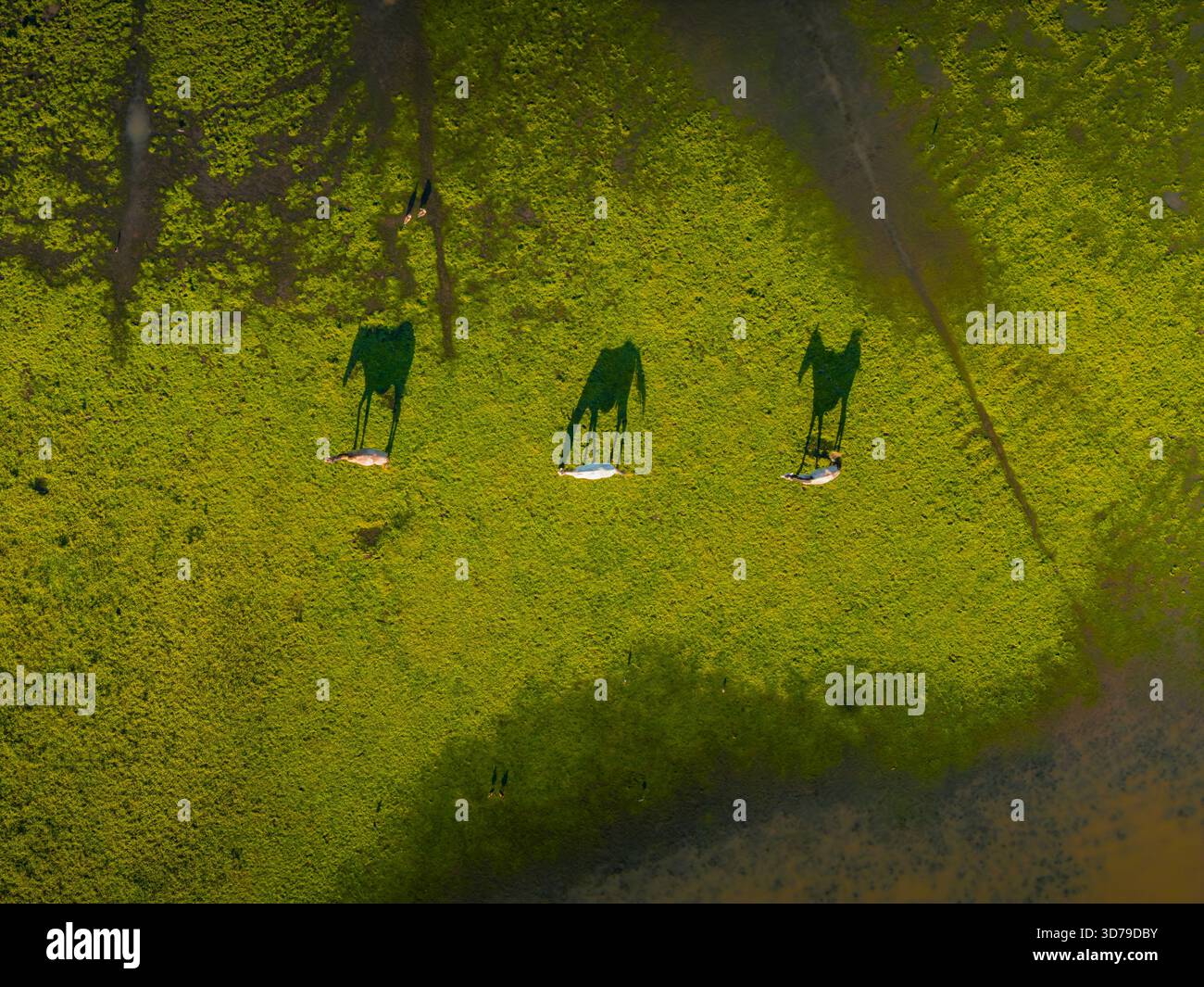 Aerial view of vibrant green fields casting long shadows of horses near ...