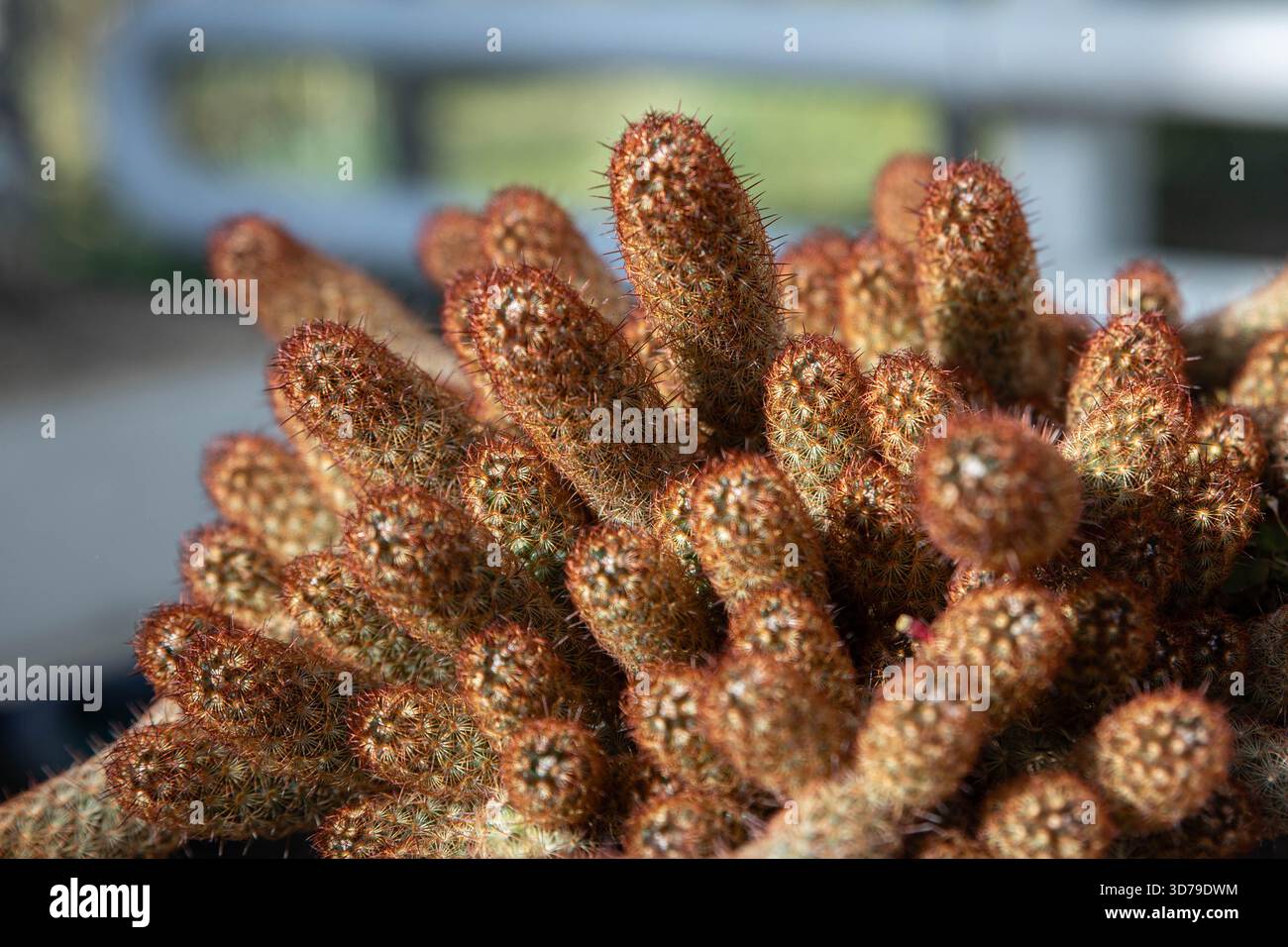 Densely growing spines hi-res stock photography and images - Alamy