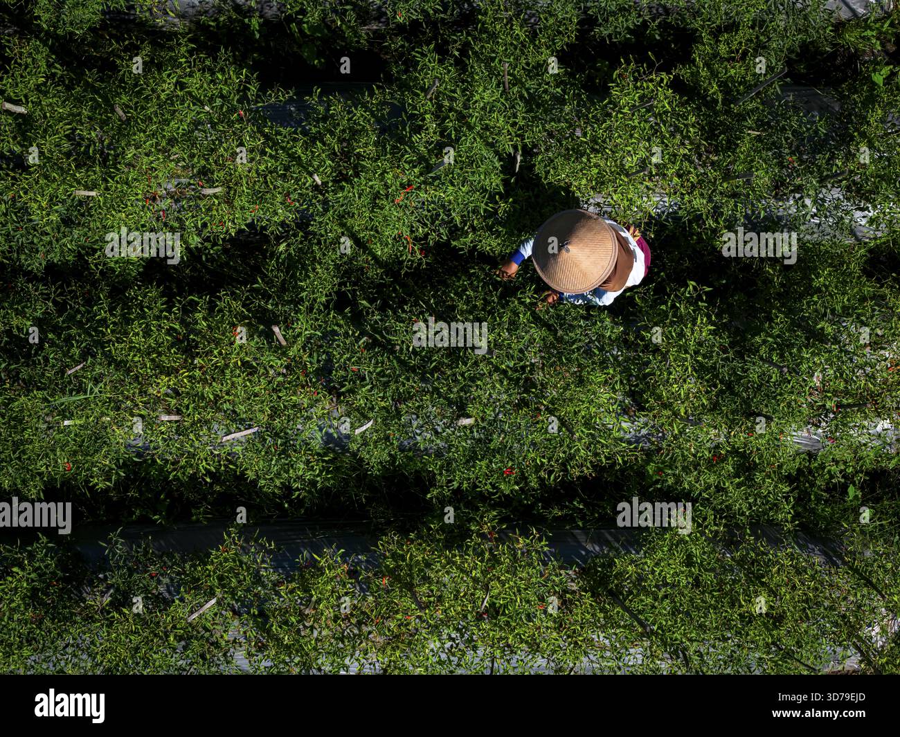 Aerial view of a farmer wearing a conical hat harvesting bright red ...