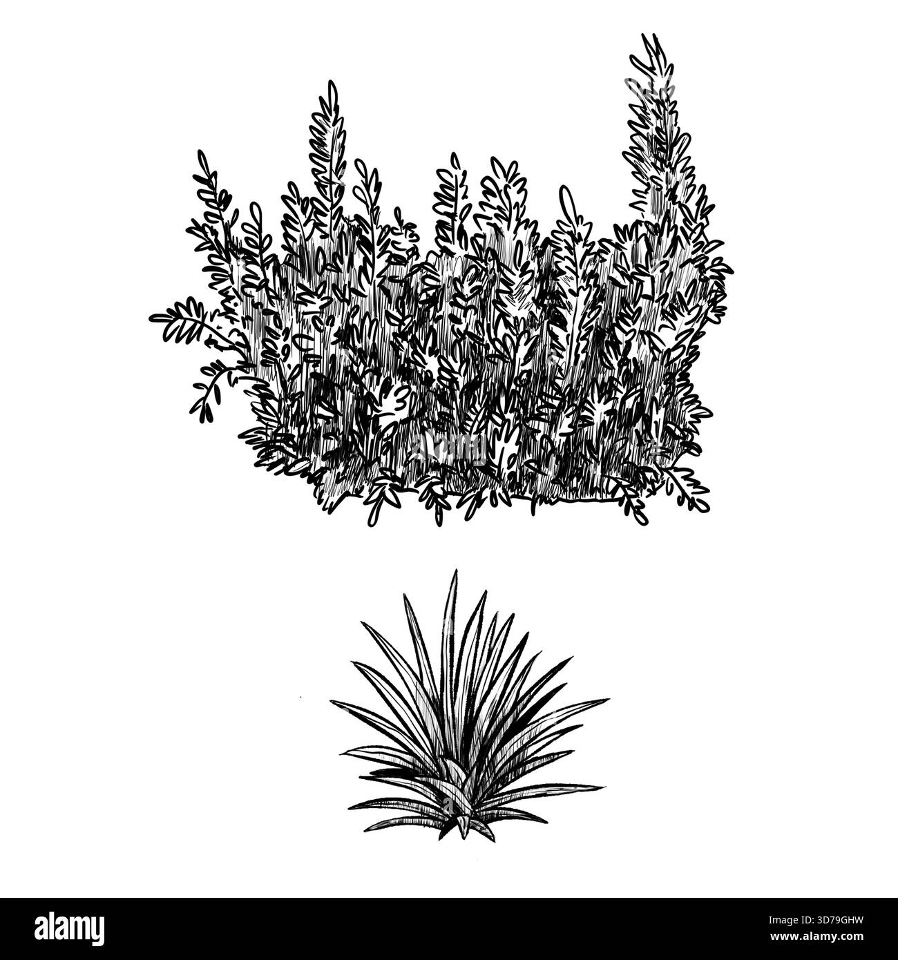 Evergreen bush and grass. Hand drawn black white set illustration ...