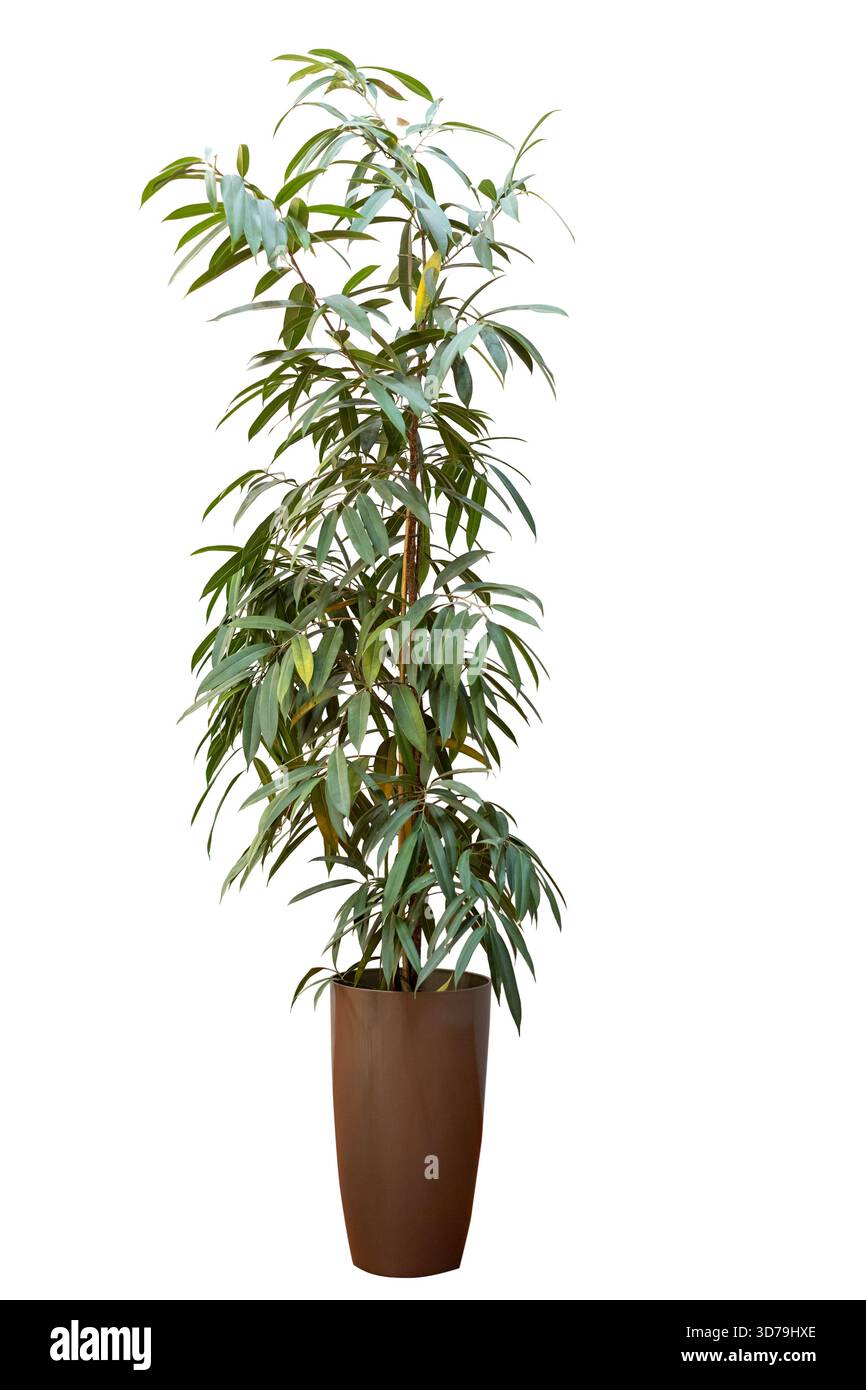 Interior design plant ficus Cut Out Stock Images & Pictures - Alamy