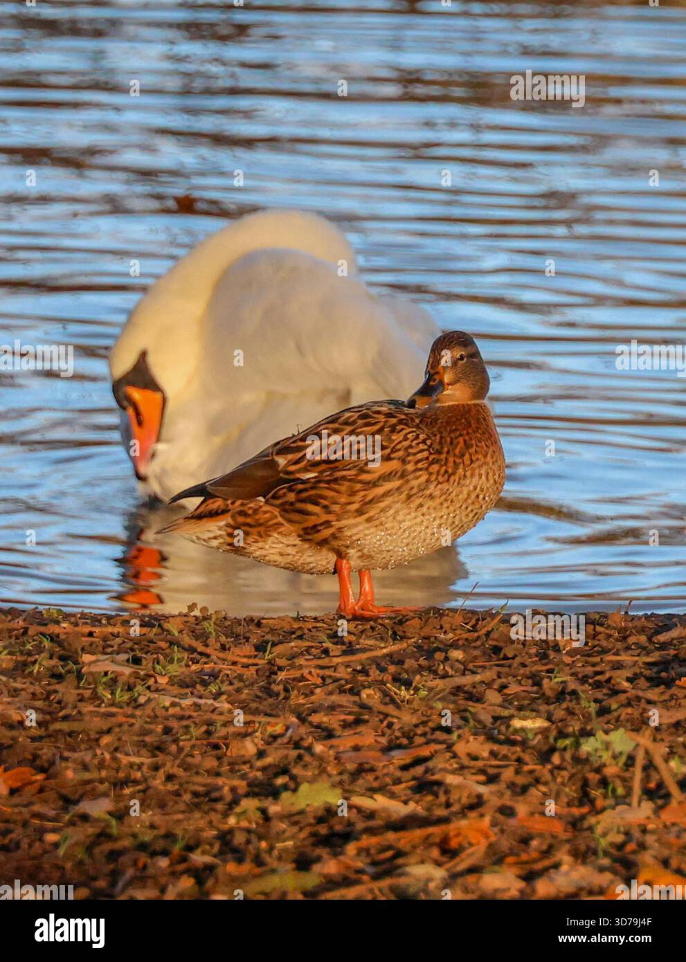 Lurgan Park, Lurgan, County Armagh, Northern Ireland, UK. 24 Nov 2025 ...