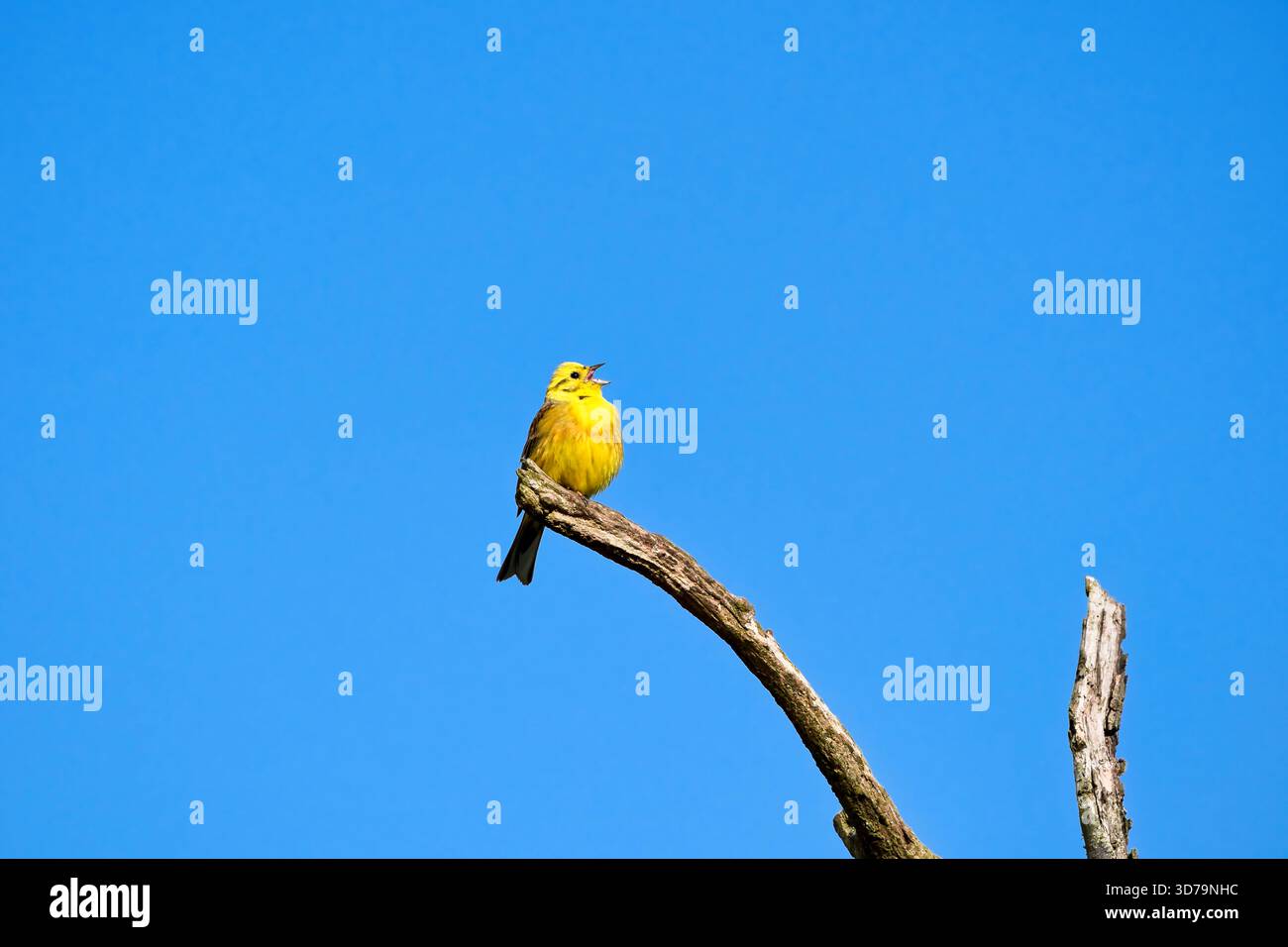 Duller versions of the same pattern hi-res stock photography and images ...