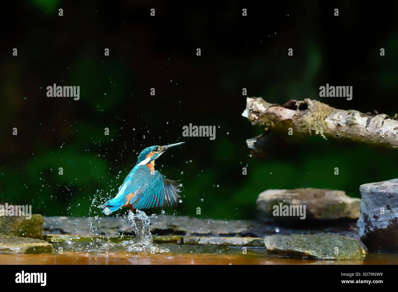 Kingfisher iconic British fishing bird on perch, diving, flying and ...