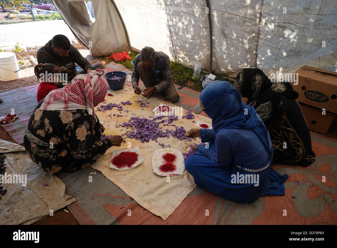 23 November 2024, Syria, Binnish: Syrian workers sort saffron flowers ...