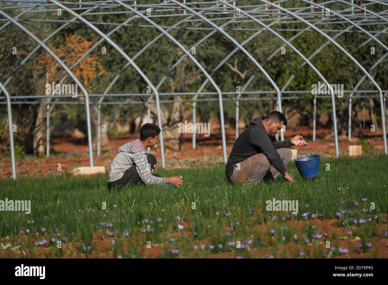 19 November 2024, Syria, Binnish: A picture made available on 23 ...