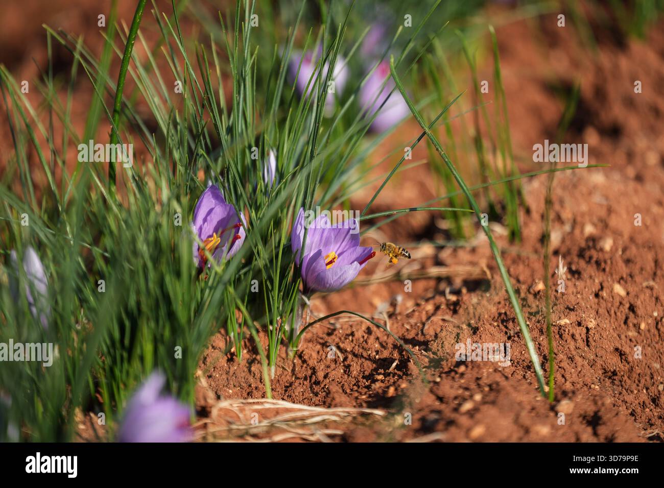 19 November 2024, Syria, Binnish: A picture made available on 23 ...