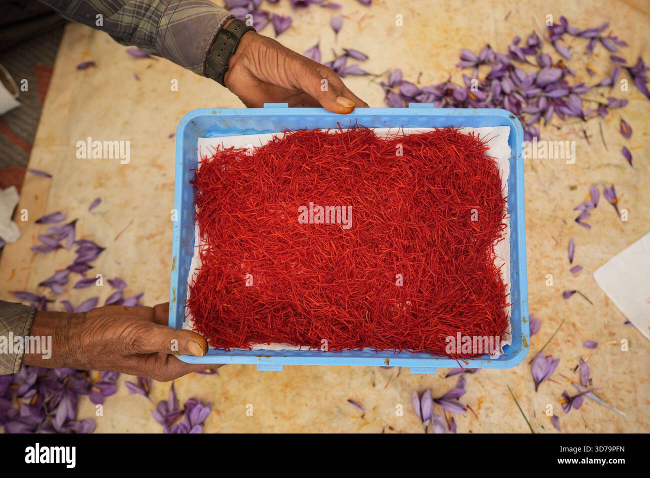 23 November 2024, Syria, Binnish: Freshly plucked red spice threads ...