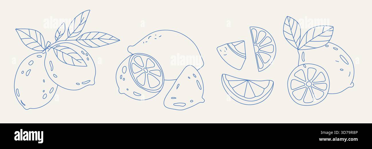 Doodle citrus slices Stock Vector Images - Alamy