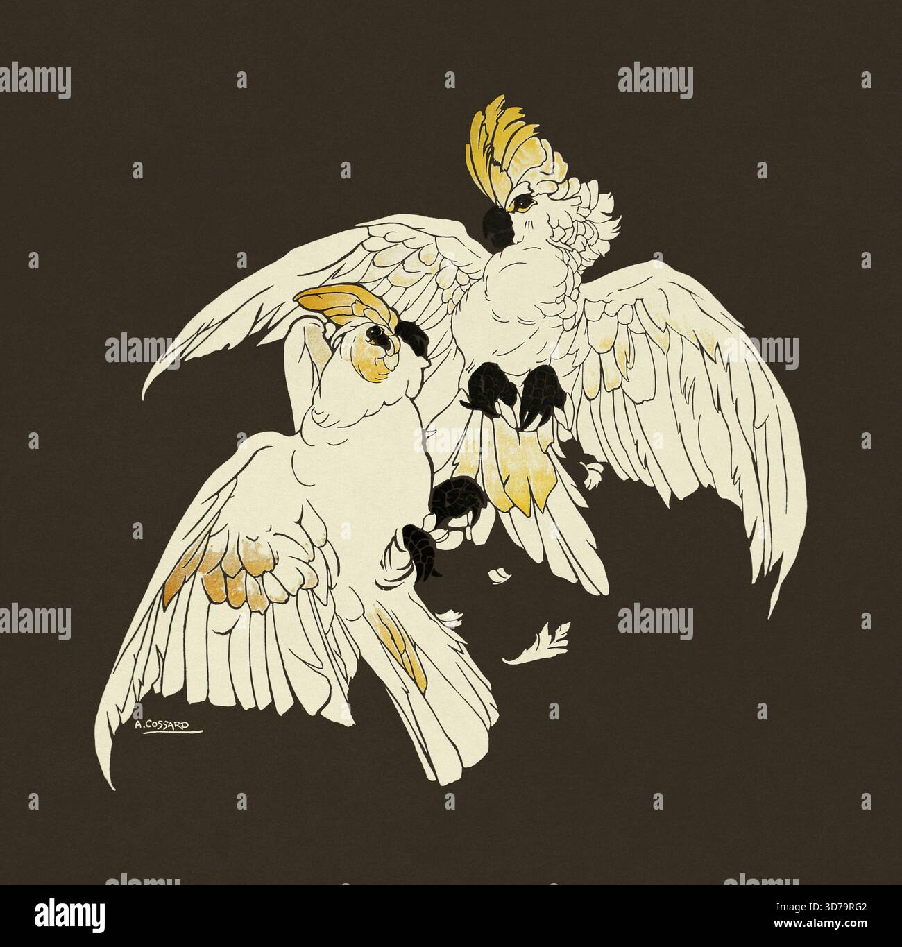 Art Nouveau color lithograph by Adolphe Cossard depicting a cockatoo ...