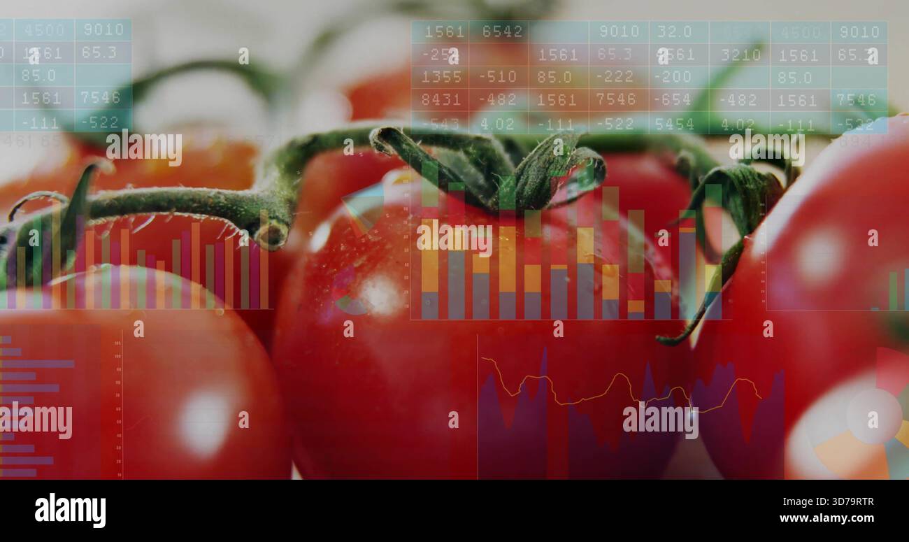 Displaying central cluster of ripe red tomatoes with calyxes on ...
