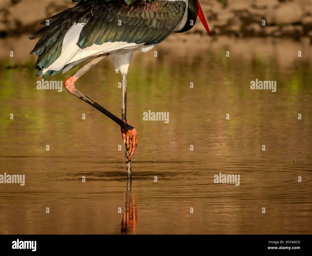 this saddle-billed stork was posing beautiful along a Zimbabwe river ...