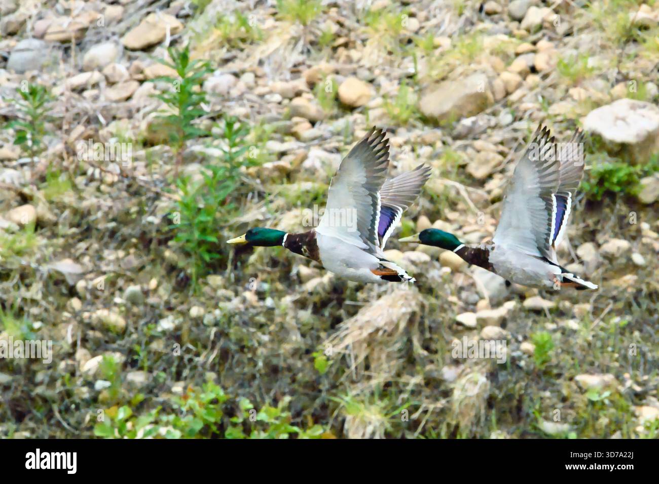 Speckled mallards hi-res stock photography and images - Alamy