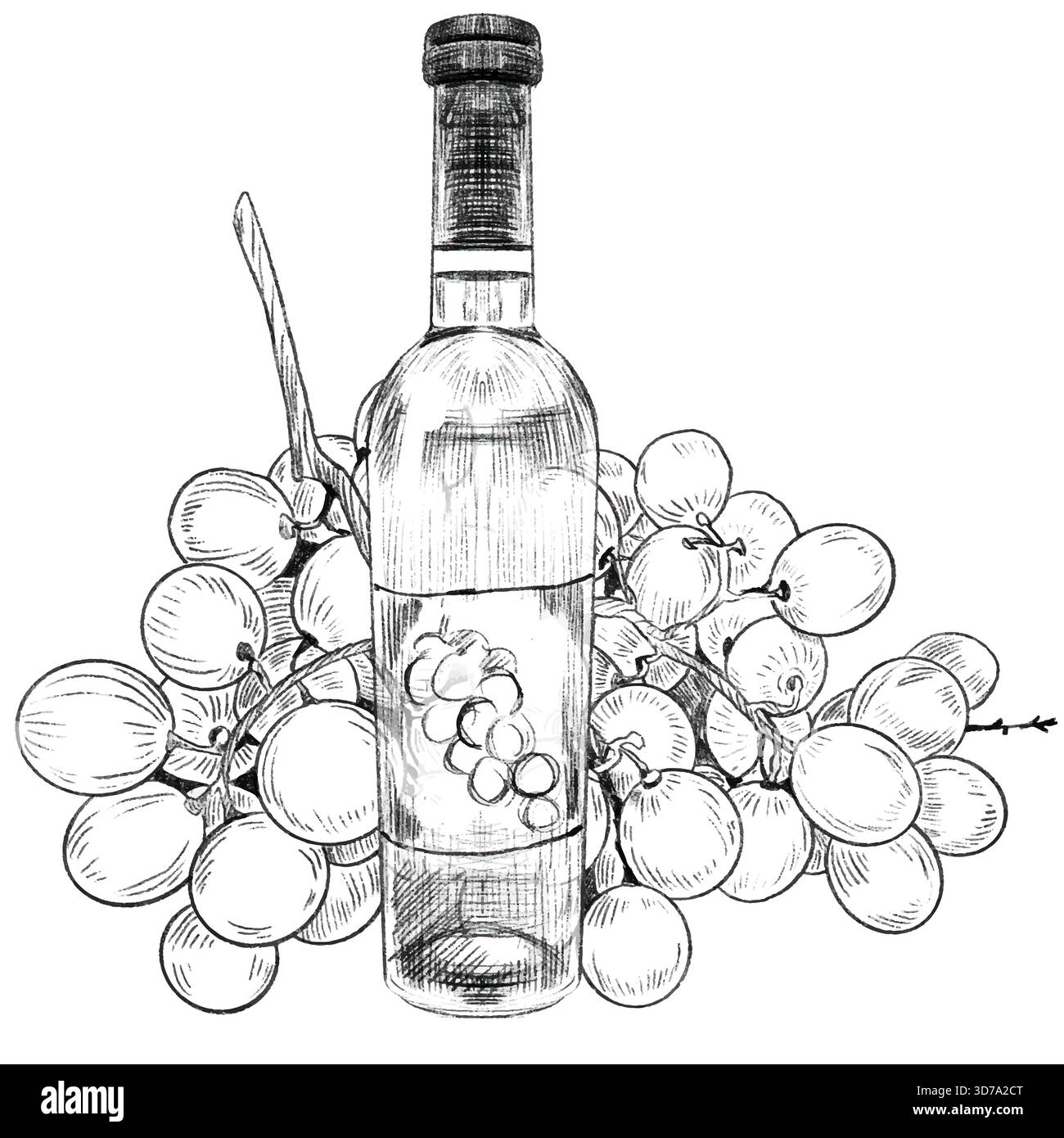 Ripe cabernet grapes Stock Vector Images - Alamy