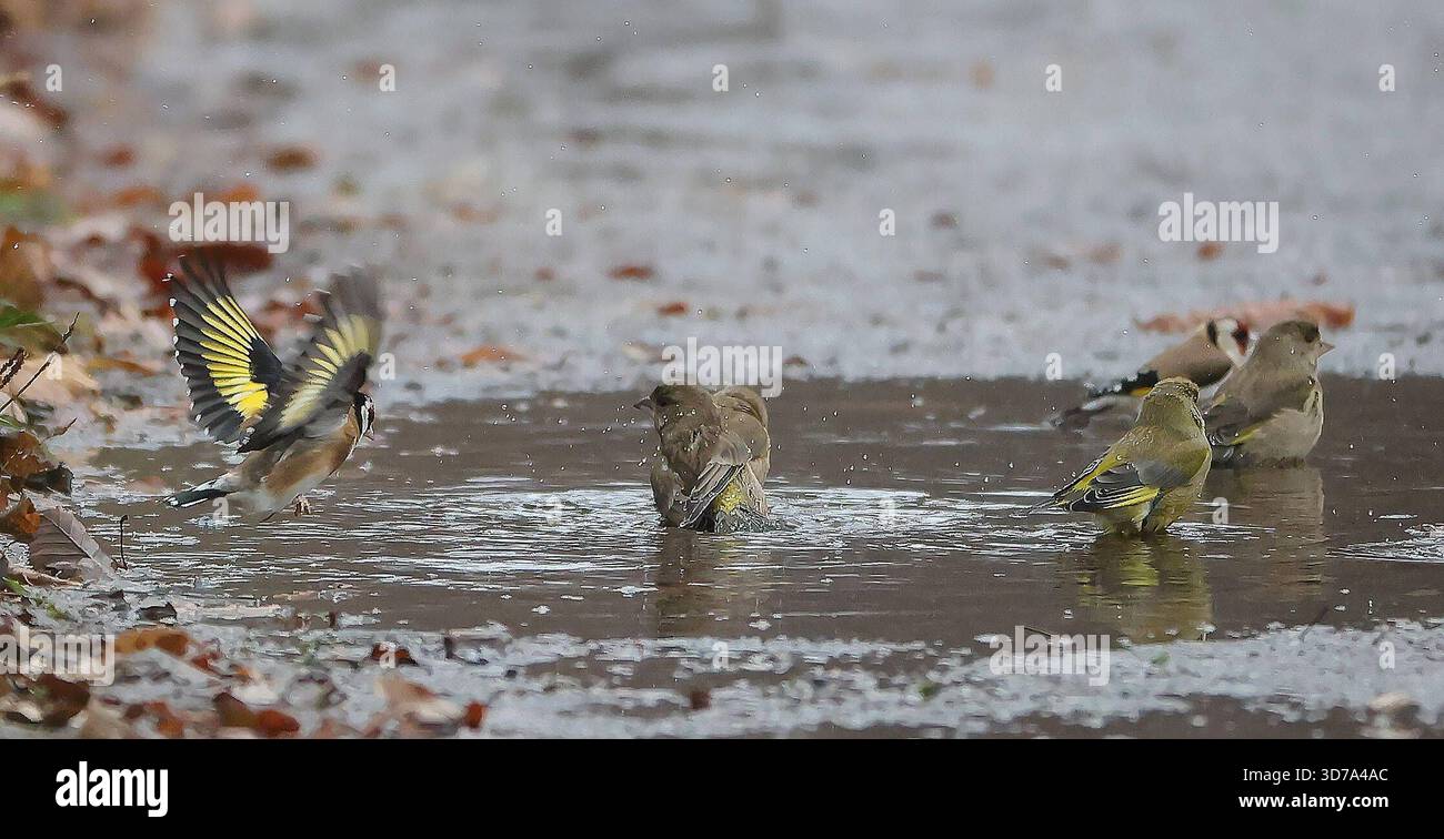 24.11.2025, Tierwelt an der Saebenerstrasse Muenchen, im Bild ...