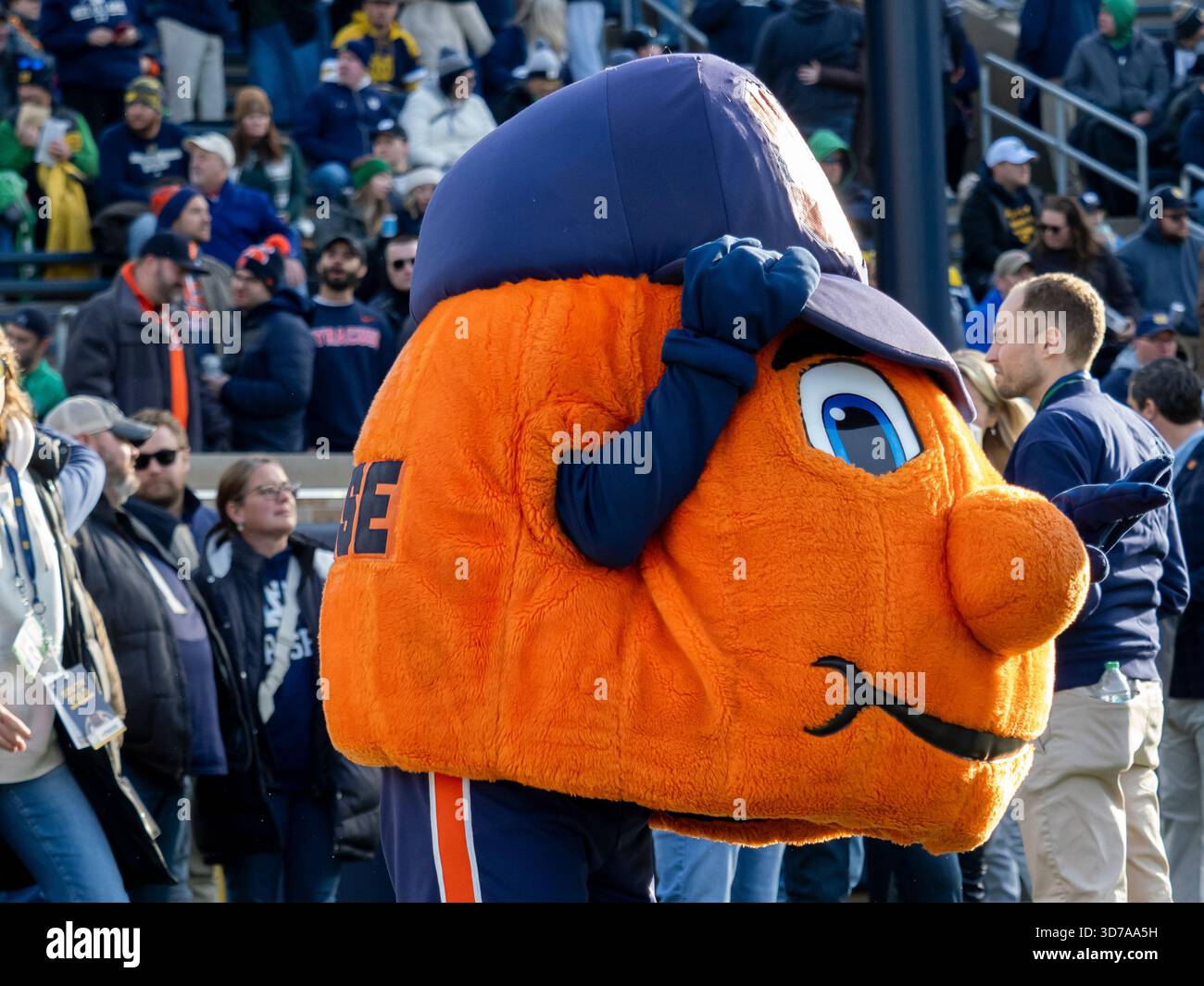 SOUTH BEND, IN - NOVEMBER 22: The Syracuse Orange mascot looks on ...