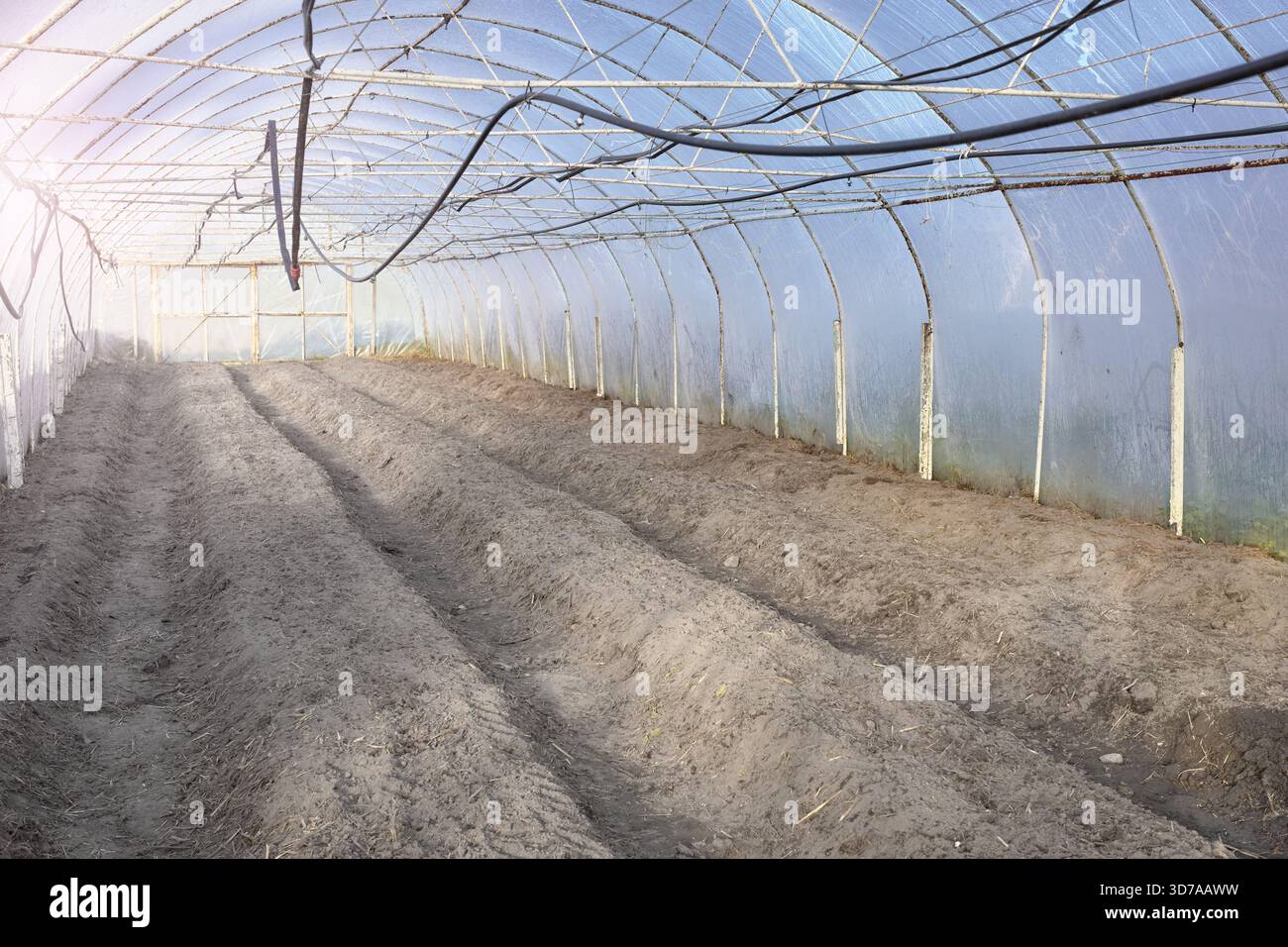 Interior of an empty organic vegetable farm polytunnel, focus on the ...