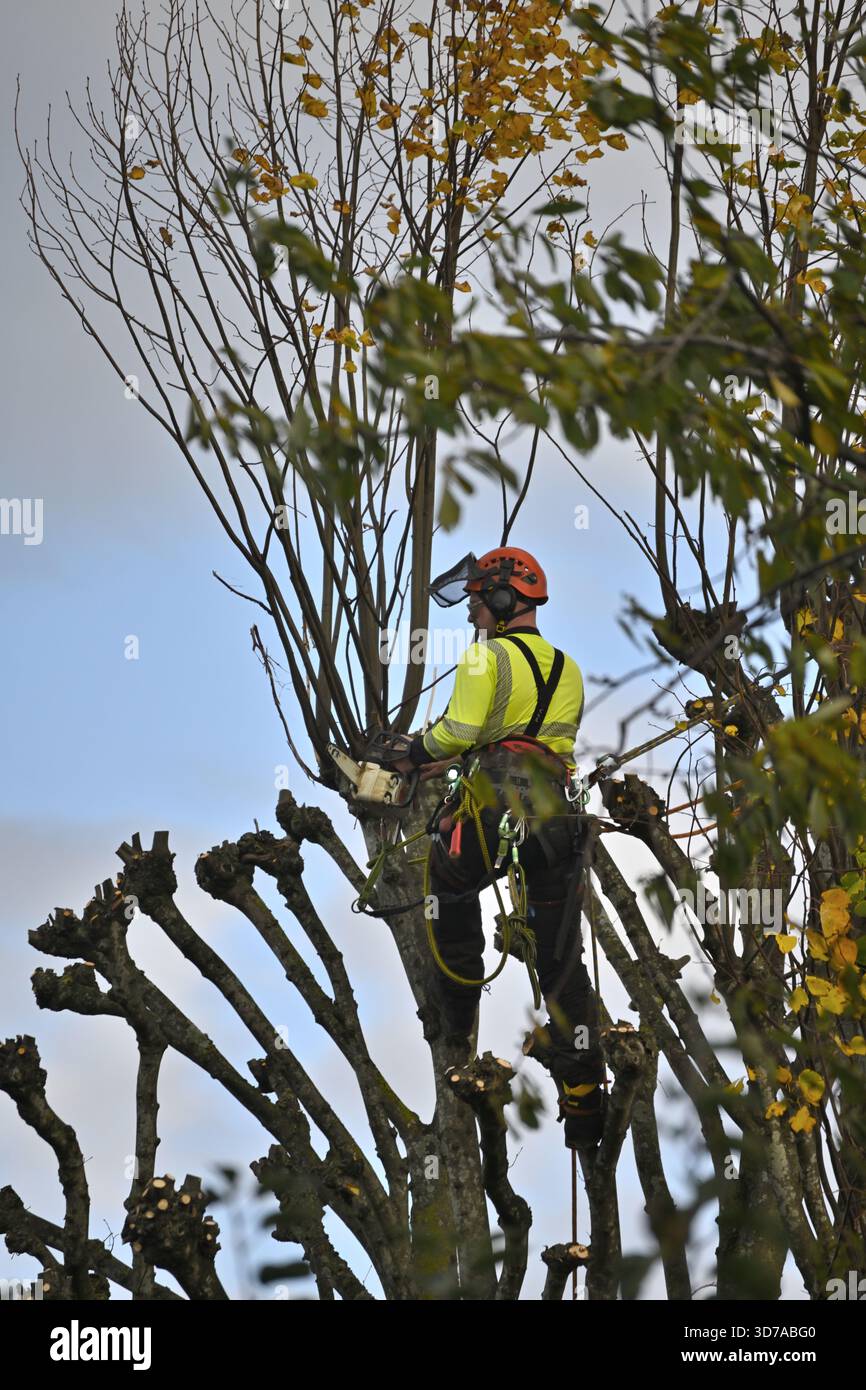 A tree surgeon at work pruning branches to pollard lime tree Stock ...