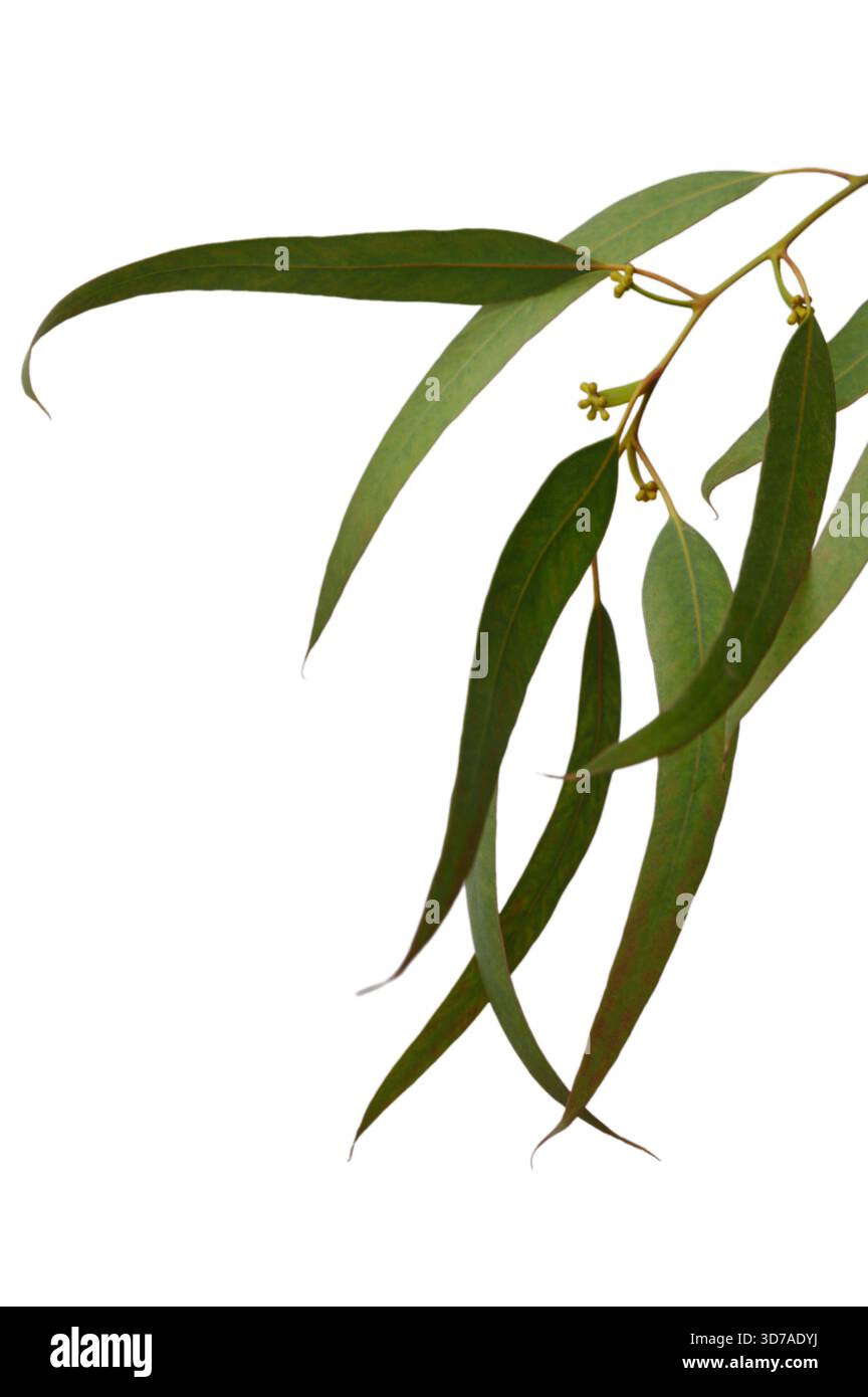 Tells a story Cut Out Stock Images & Pictures - Alamy