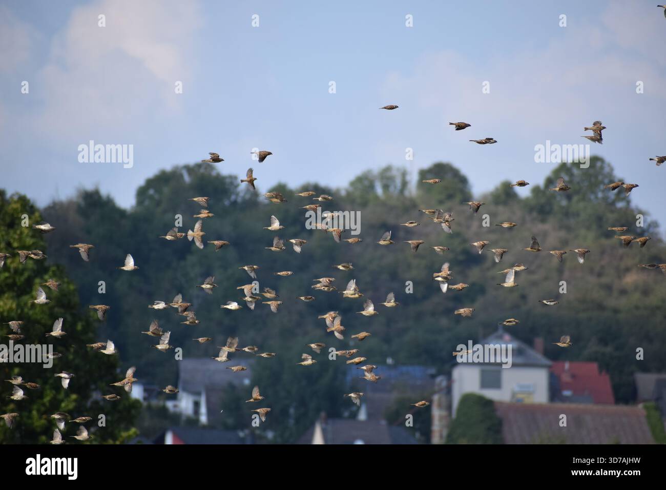 Sparrows flight hi-res stock photography and images - Alamy
