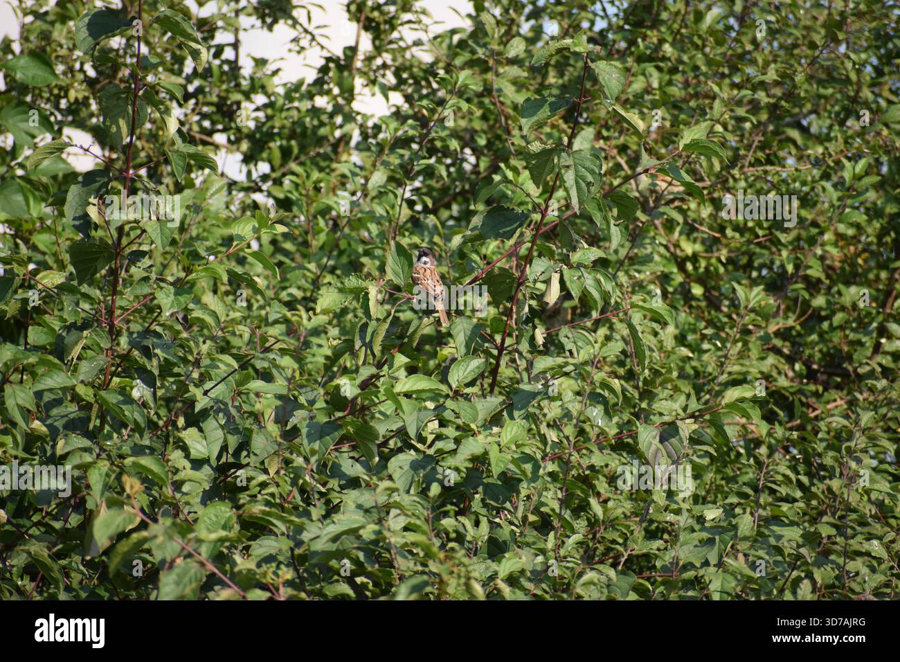 Swarm birds hi-res stock photography and images - Alamy