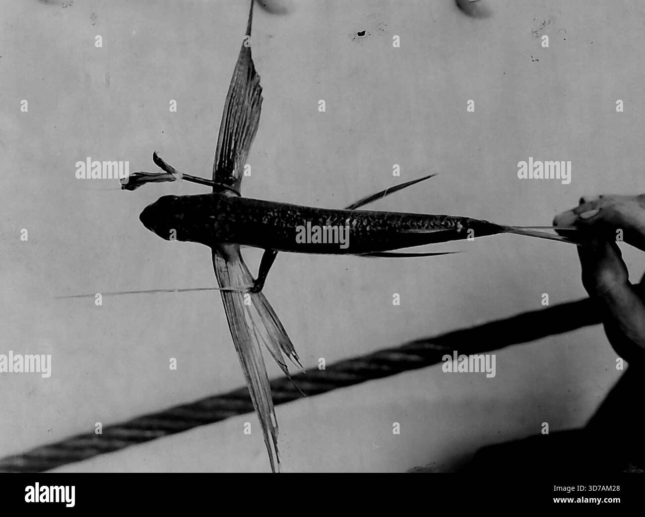 Unusual n Black and White Stock Photos & Images - Alamy