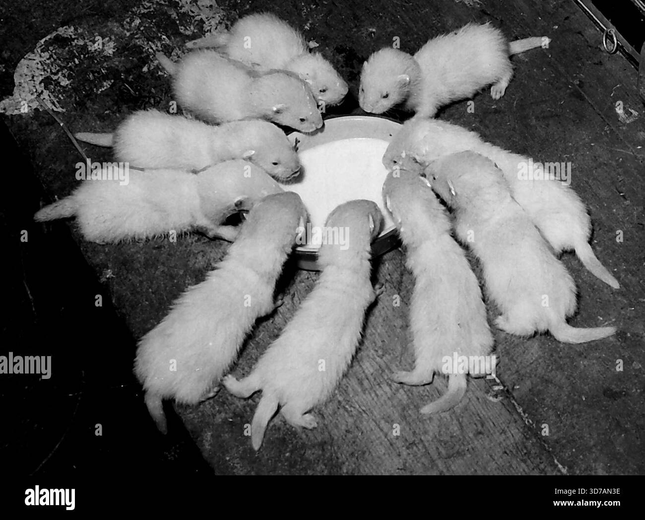 A Large Ferret Family -- Heads in for a communal feed as the litter of ...