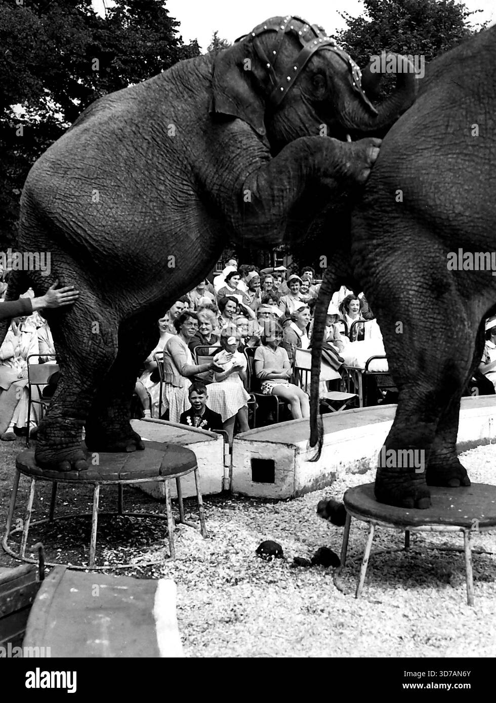 Circus Goes To Hospital -- Elephant performing for the patients.Billy ...
