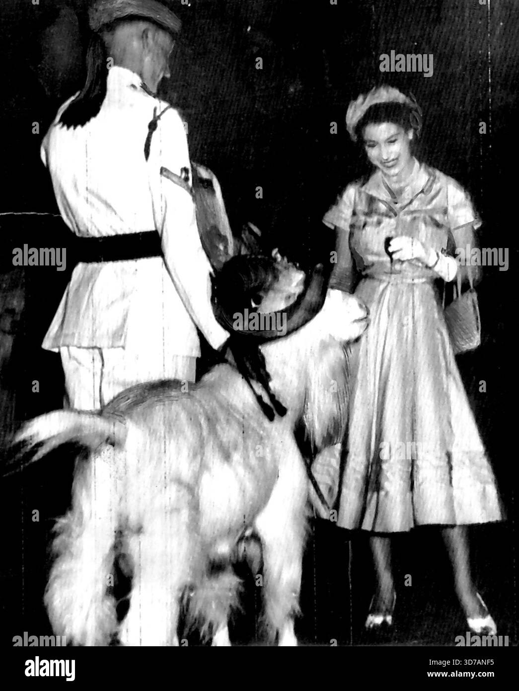 Queen Pats Welch Mascot -- The Queen pats the goat Mascot 'Billie' of ...