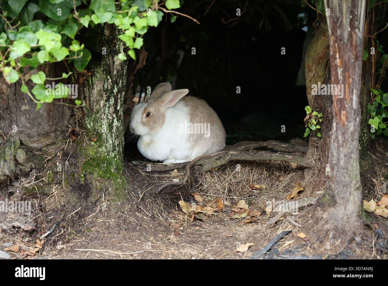 Rabbit Resting Under Tree Roots Woodland Burrow Stock Photo - Alamy