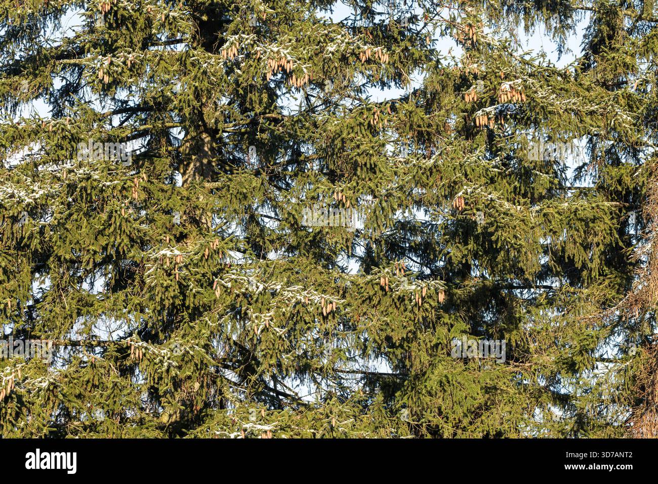 Dense evergreen spruce branches fill the frame, showing green needles ...
