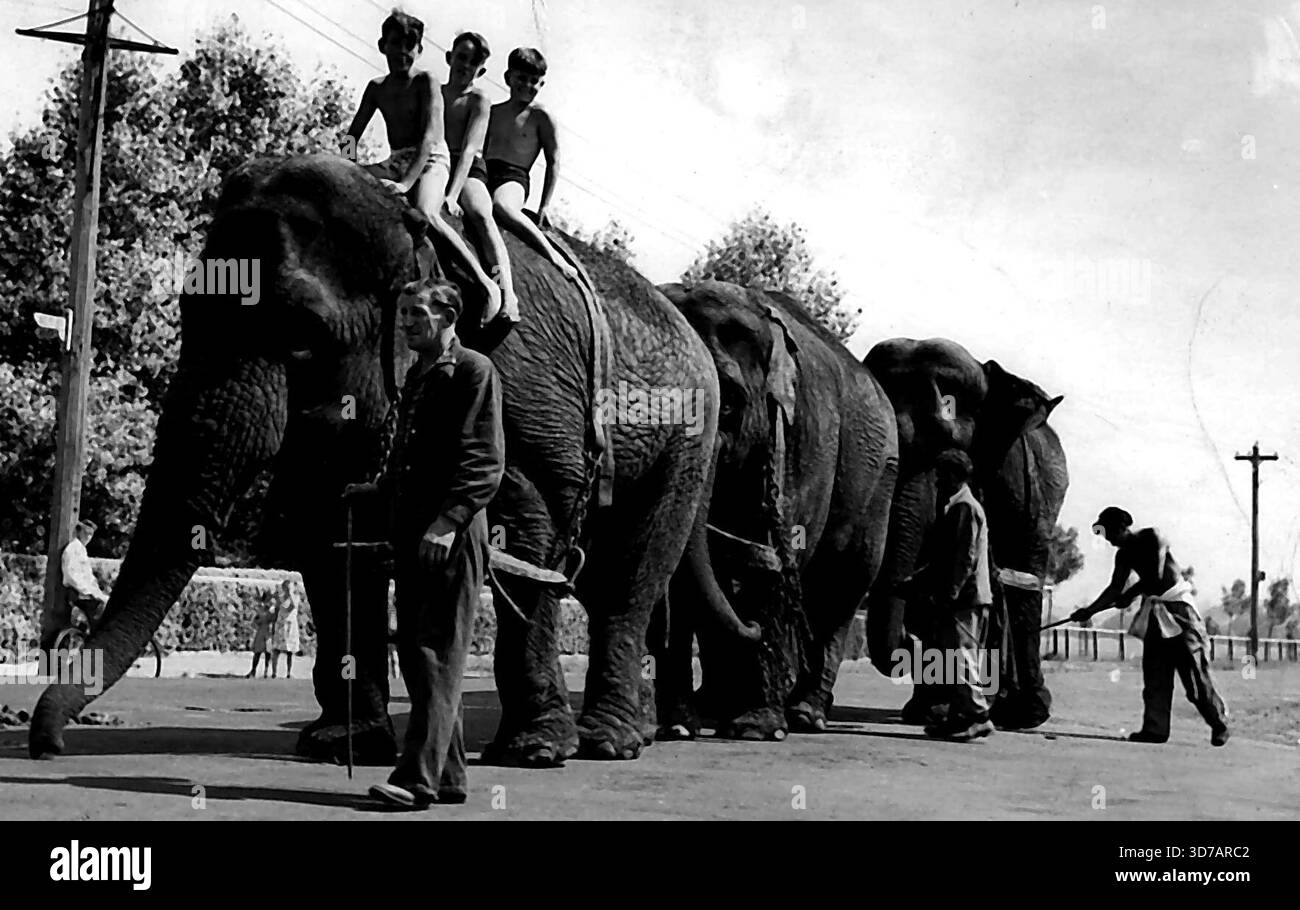Misc animals elephants performing elephants hi-res stock photography ...